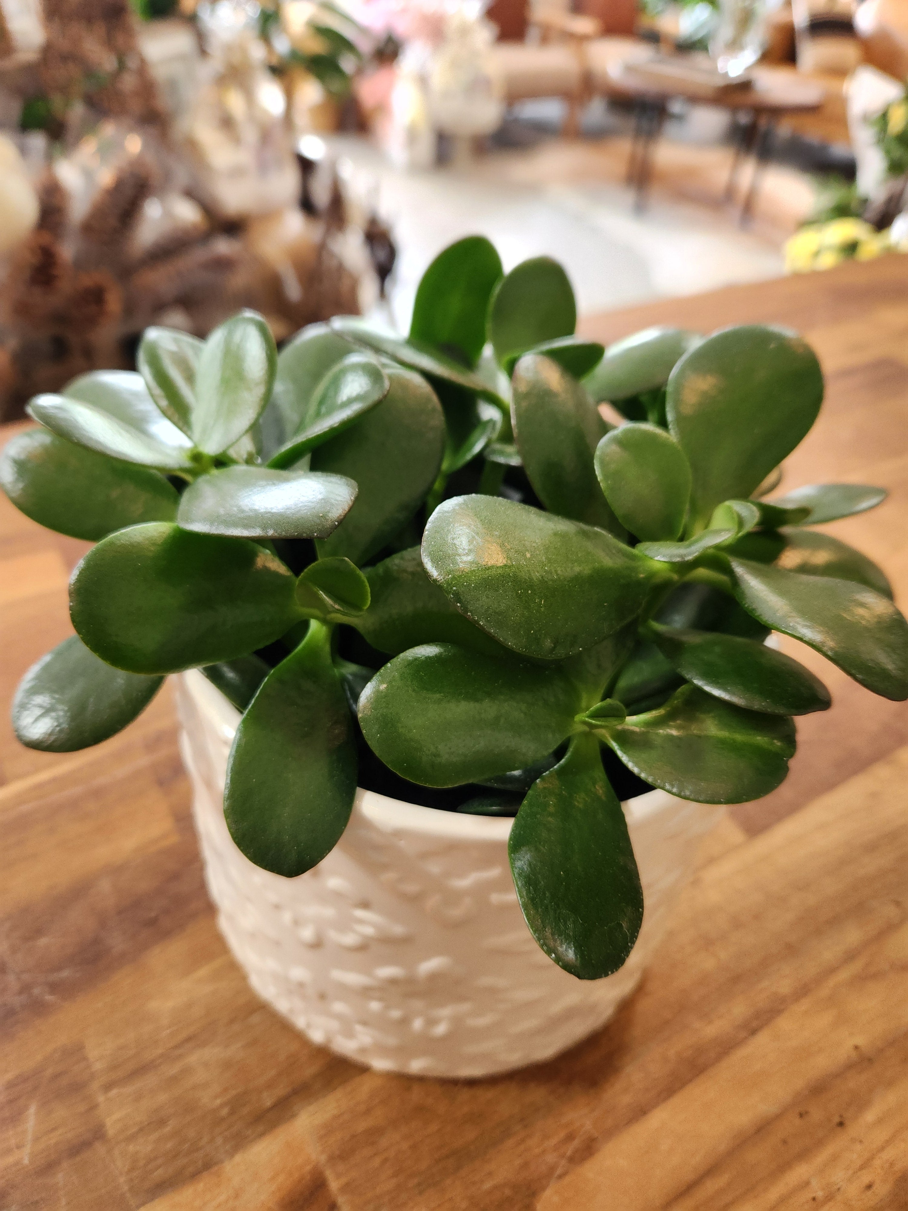 Plants – Cottage Country Flowers Inc.